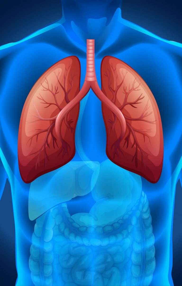 El Pulmón: Órgano Vital y Su Importancia en la Salud - FisikaMedika